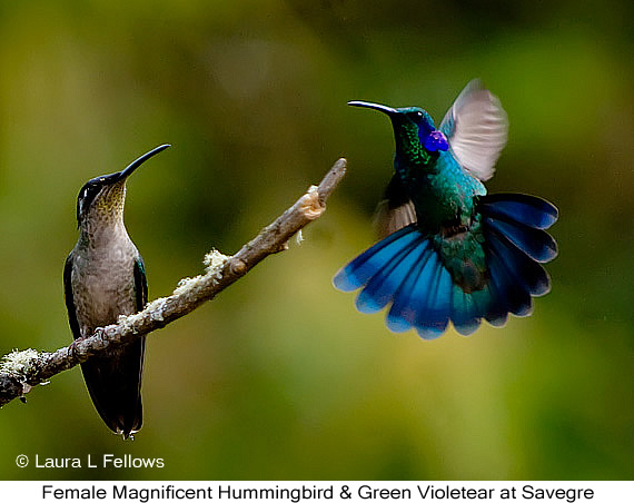 Bird & Wildlife Photo Gallery for Costa Rica-Hummingbirds