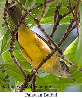 PHILIPPINES Bird & Wildlife Photos