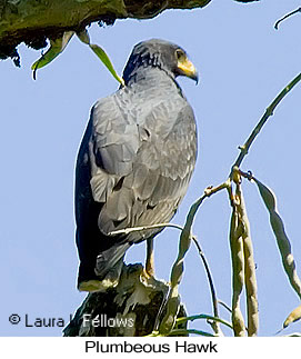 PANAMA Bird & Wildlife Photos