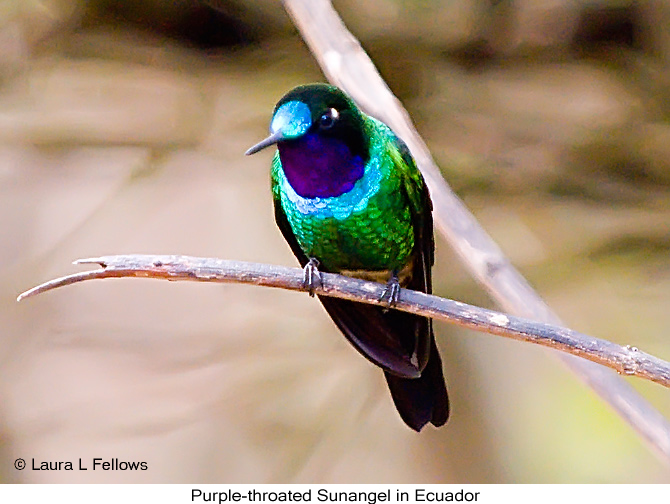 Purple throated sunangel - Alchetron, the free social encyclopedia