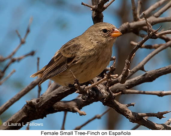 Bird & Wildlife Photo Gallery for the Galapagos Islands-Land Birds