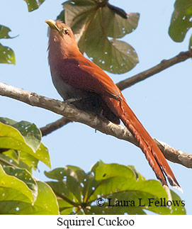 PANAMA Bird & Wildlife Photos